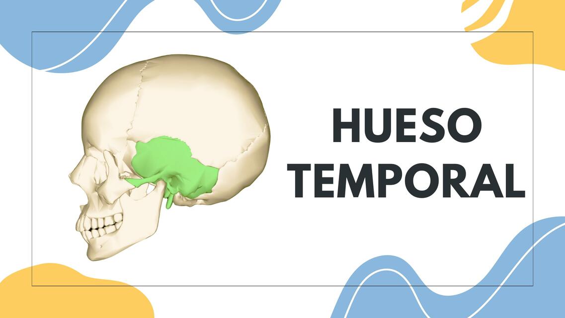 Hueso Temporal | Ximena | uDocz