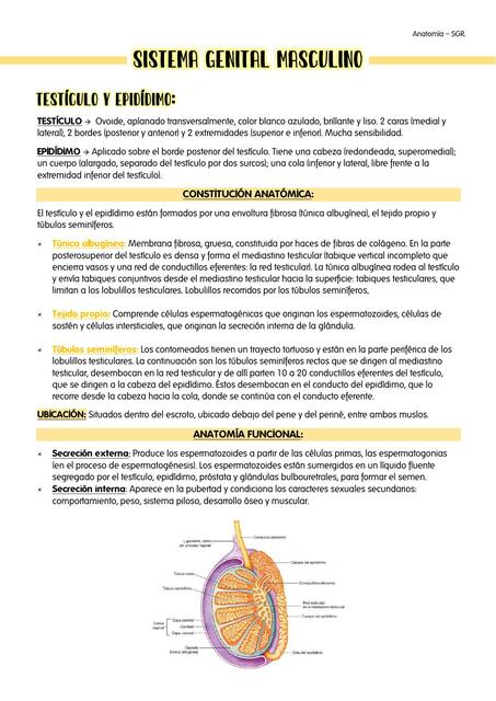 Anatomía de Sistema genital masculino - SGR. | Jesi Castro | uDocz