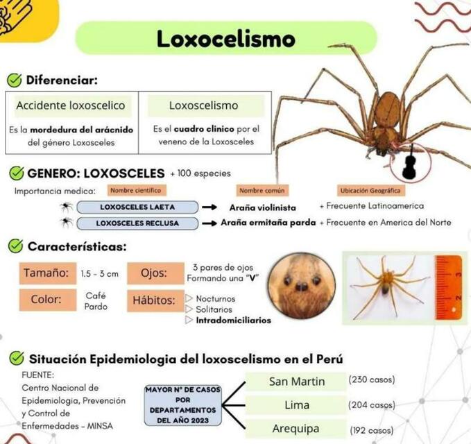 Loxocelismo | YUDOC.ORG | uDocz