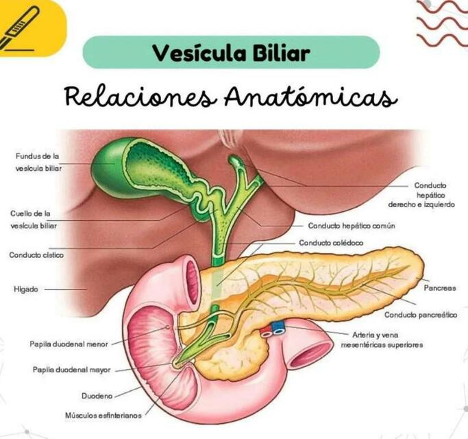 Besicula Biliar Relaciones Anatomicas | YUDOC.ORG | uDocz