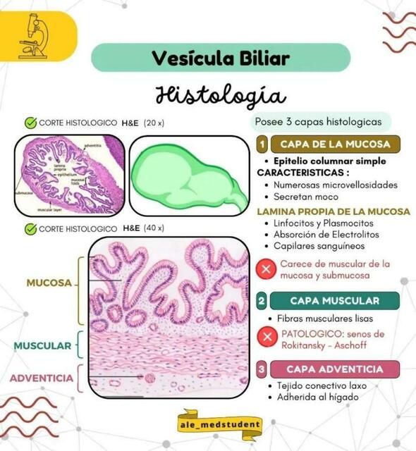 Vesicula Biliar Histologia | YUDOC.ORG | uDocz
