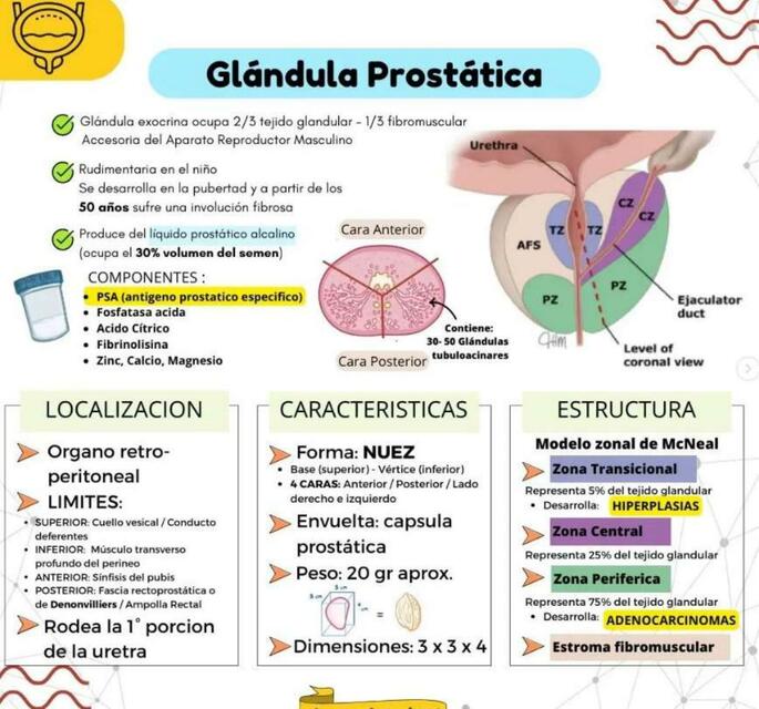 Glandula Prostatica | YUDOC.ORG | uDocz