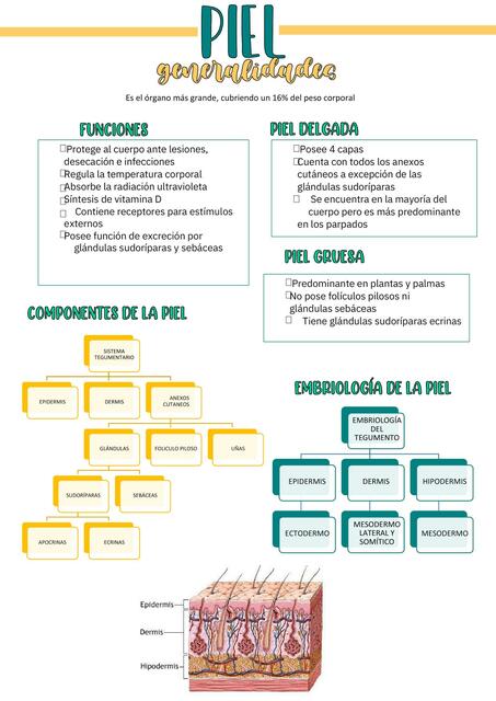 La Piel Generalidades | uDocz