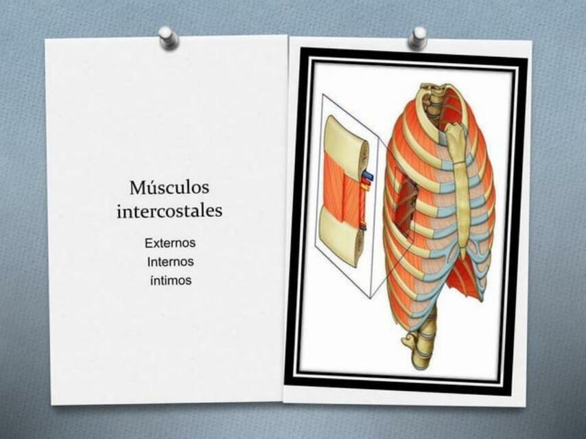 Músculos intercostales | camila Grillo | uDocz