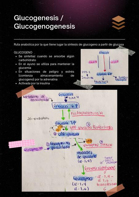 Gluconeogénesis | Hoshi Varela | uDocz