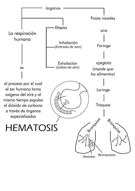 Proceso de Hematosis | Fabiana Salazar | uDocz