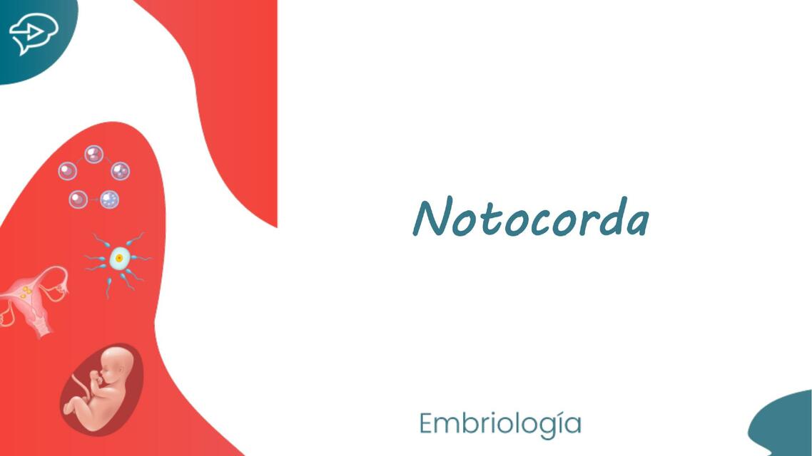 Notocorda | HemoStudent | uDocz