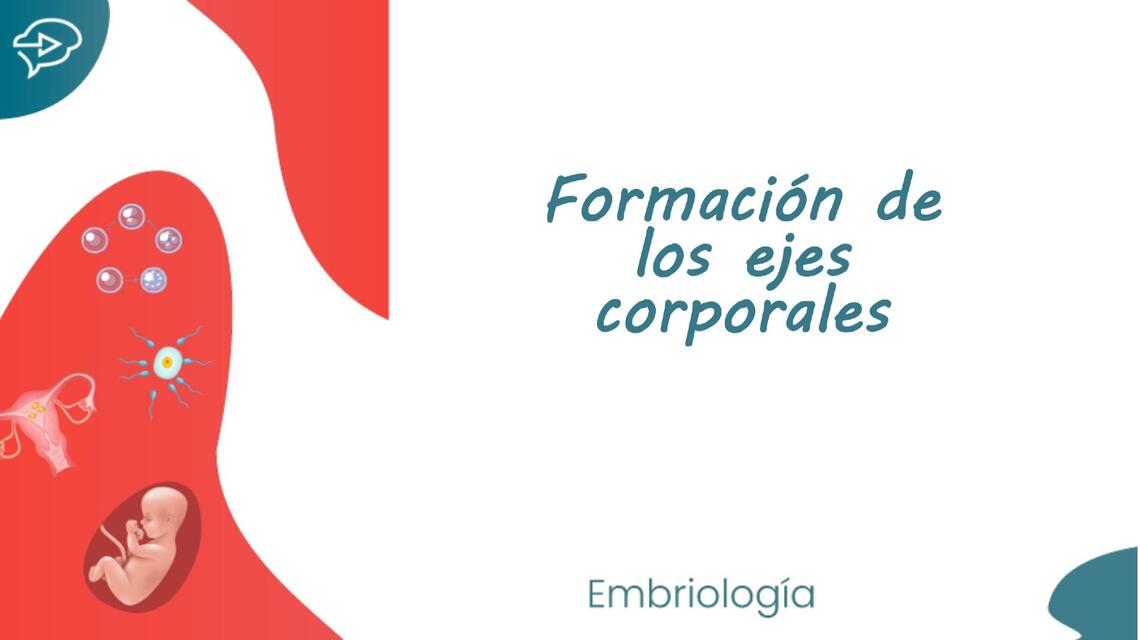 Formación de los ejes corporales | HemoStudent | uDocz