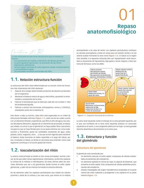 Repaso anatomo fisiológico de nefrología | Full ciencia | uDocz