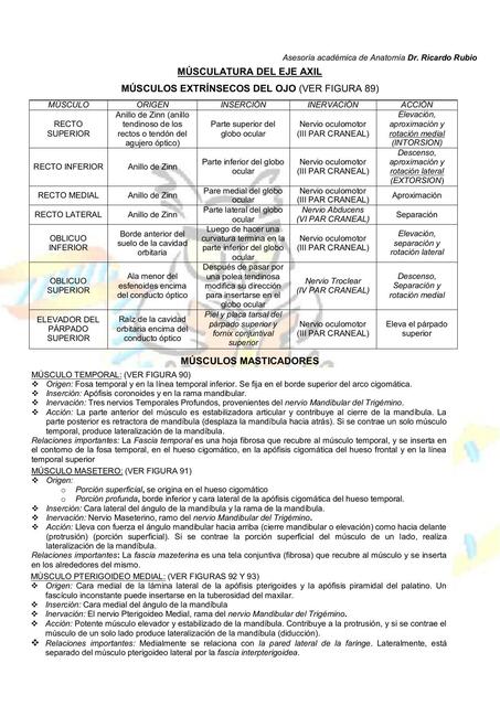 Musculatura del Eje Axil | Scory Torrealba | uDocz