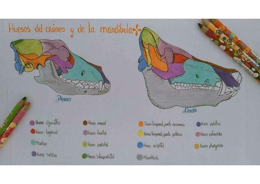 Huesos Del Craneo Perro Y Cerdo Ilustraciones Vet Udocz