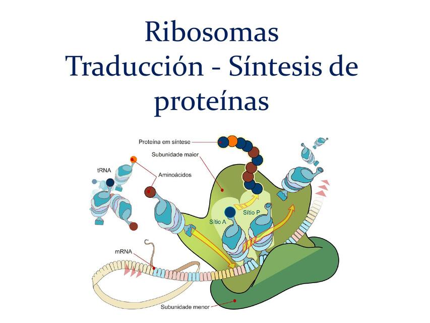 Ribosomas Traducción - Síntesis de proteínas | Noam Abner | uDocz