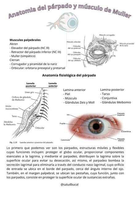 Anatomía del párpado y músculo de Muller | Salud bucal | uDocz