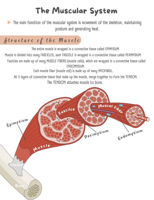 El sistema muscular | jiss alv | uDocz