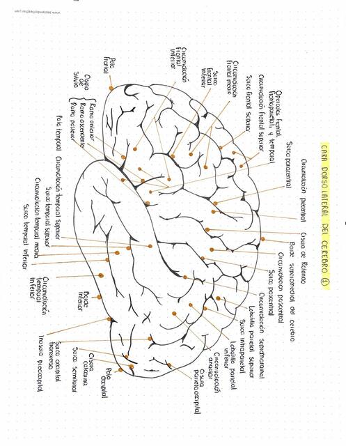Cara dorsal lateral del cerebro | Angélica Mena | uDocz