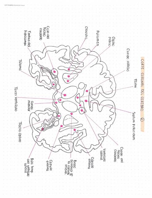 Resúmenes de Corte coronal | Descarga apuntes de Corte coronal