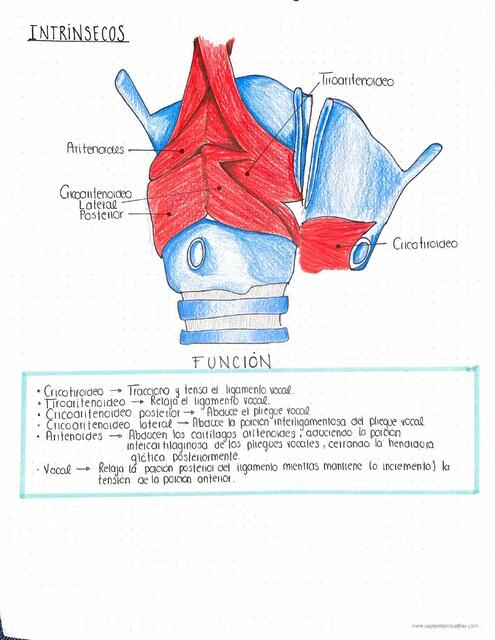 Músculos intrínsecos de la laringe | Angélica Mena | uDocz