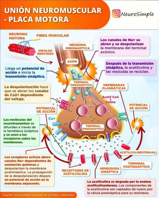 Union Neuromuscular Placa Motora | YUDOC.ORG | uDocz