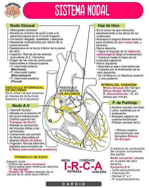 Flashcards de Sistema Nodal | Por YUDOC.ORG | uDocz
