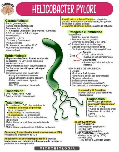 Helicobacter pylori | YUDOC.ORG | uDocz