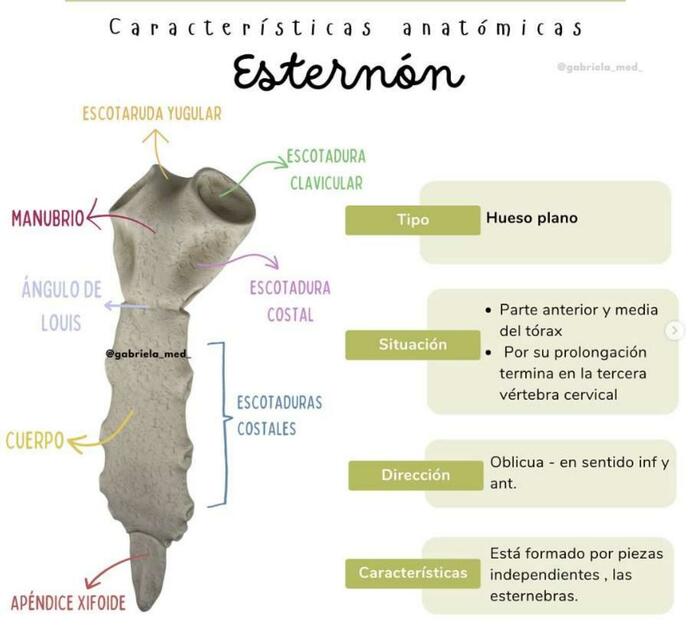 Características anatómicas del esternón | YUDOC.ORG | uDocz