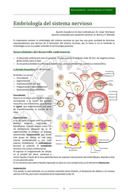 Embriología del sistema nervioso | YUDOC.ORG | uDocz