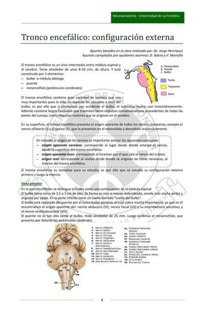 Configuración externa de tronco encefálico | YUDOC.ORG | uDocz