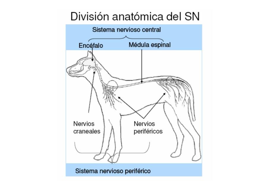 Pares craneales | BRISA MEXICANO | uDocz