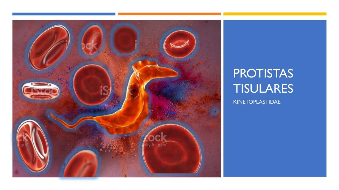 Protistas Tisulares | IOVANNY CRUZ OJEDA | uDocz