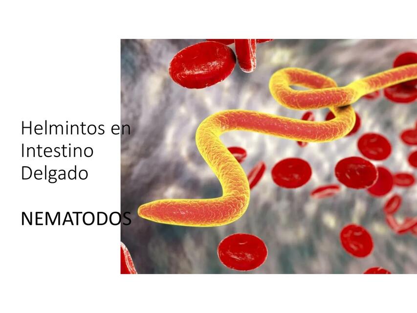 Helmintos en Intestino Delgado | IOVANNY CRUZ OJEDA | uDocz