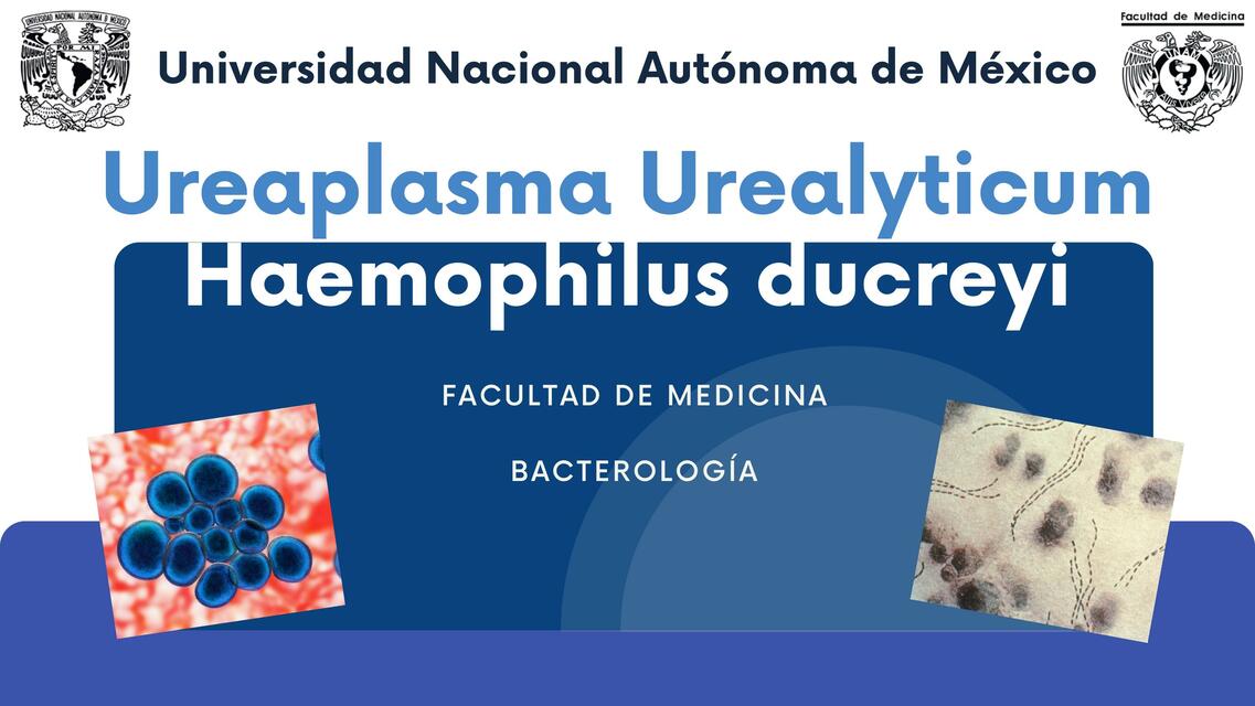 Ureaplasma Urealyticum Haemophilus Ducreyi | Jessy González | uDocz