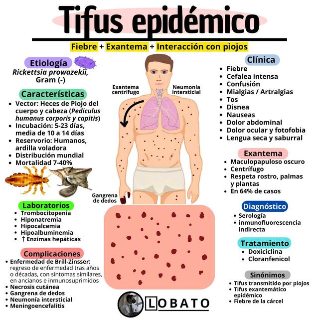 Tifus Epidémico 🩺| Clínica, Diagnóstico, Tratamiento, Complicaciones ...
