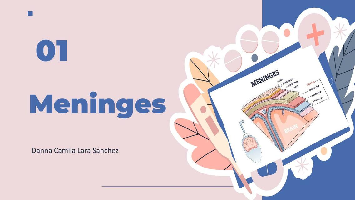 Medula y meninges | Danna Lara | uDocz