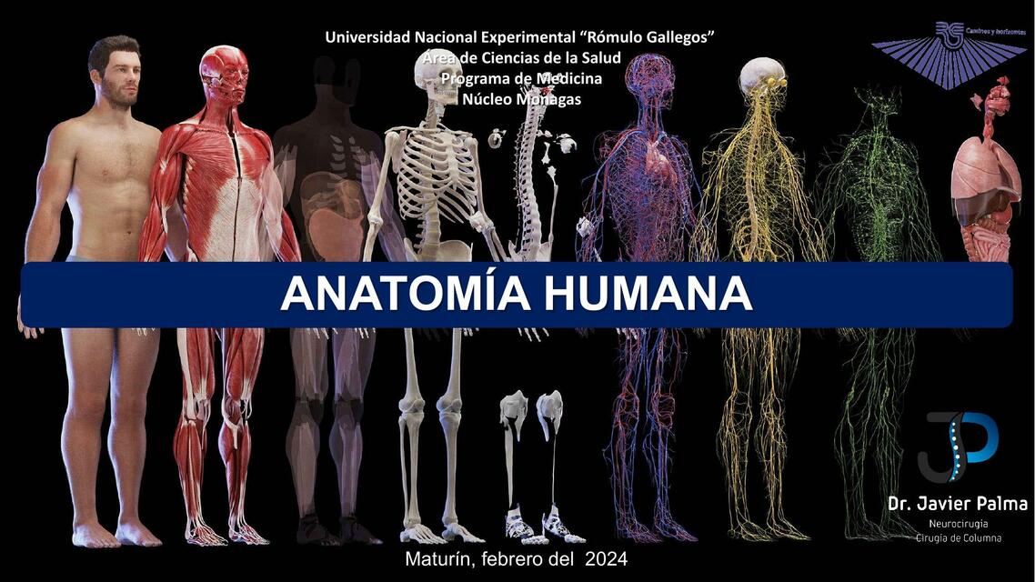 Anatomía Humana | | uDocz