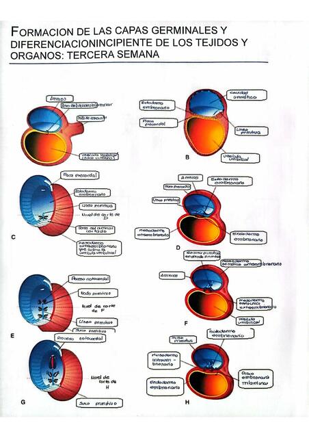 Formación de las capas germinales | SINTIA TATIANA - Medyversos | uDocz