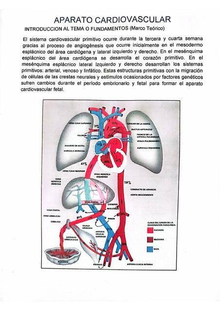 Aparato cardiovascular | SINTIA TATIANA - Medyversos | uDocz