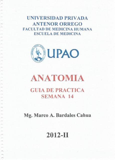 Guía práctica de Anatomía - semana 14 ( UPAO) | Med_with_Dani | uDocz