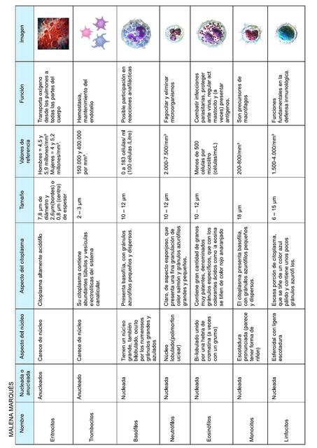 Tabla células sanguineas | Malena Marqués | uDocz