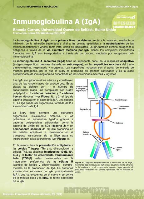 Immunoglobulin A(IgA) | hannia Gutierrez | uDocz