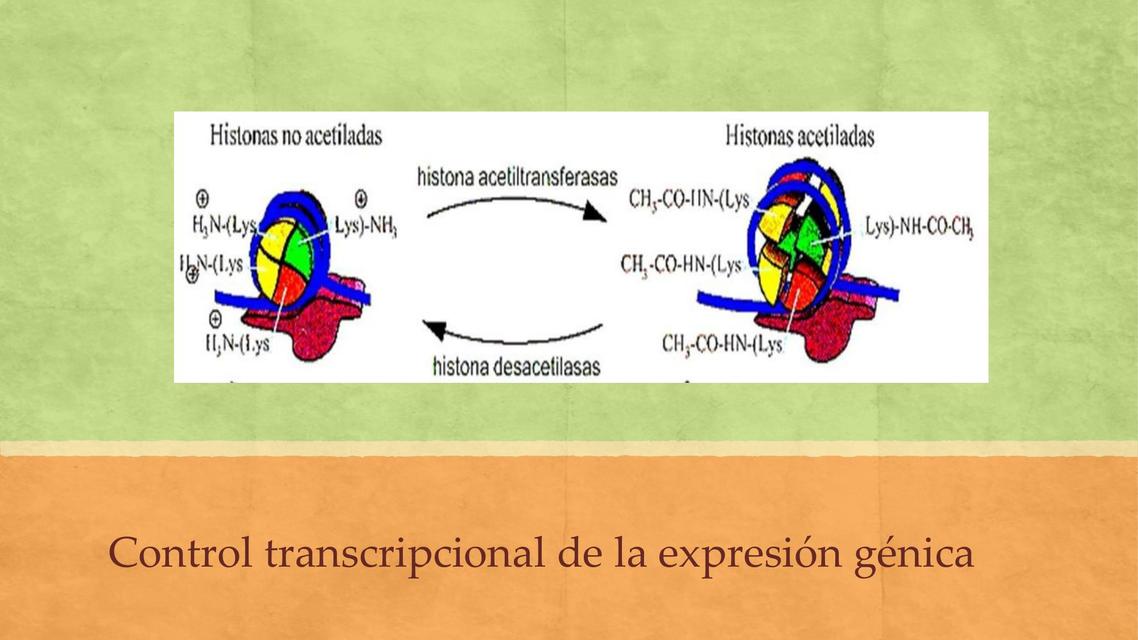 Control transcripcional de la expresión génica | Yessenia Flores | uDocz