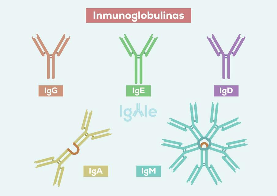 Inmunoglobulinas | YUDOC.ORG | uDocz