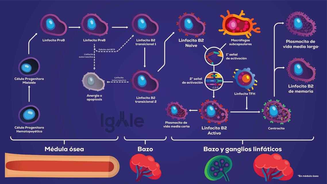 Ontogenia y activación | YUDOC.ORG | uDocz