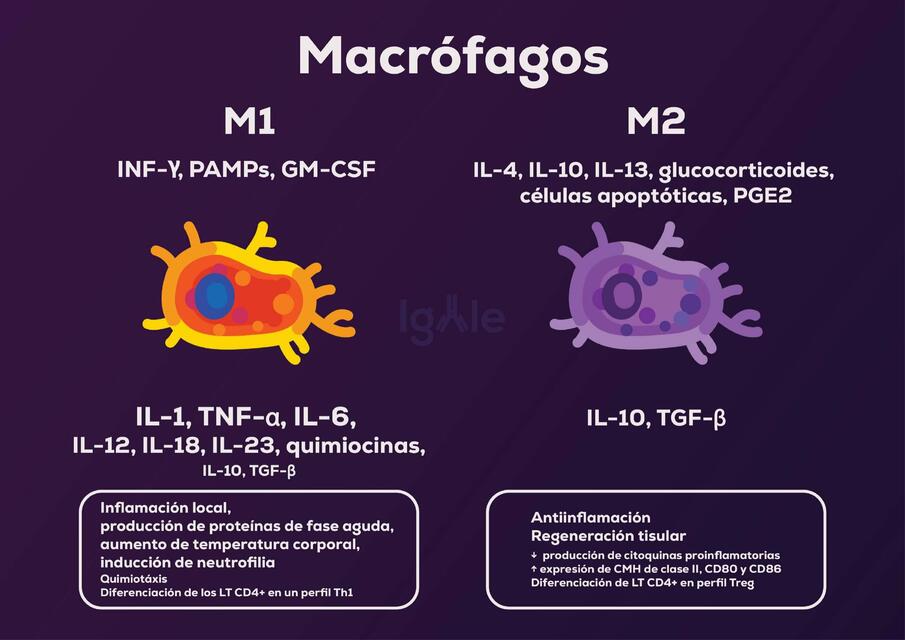 Perfiles de Macrófagos | YUDOC.ORG | uDocz