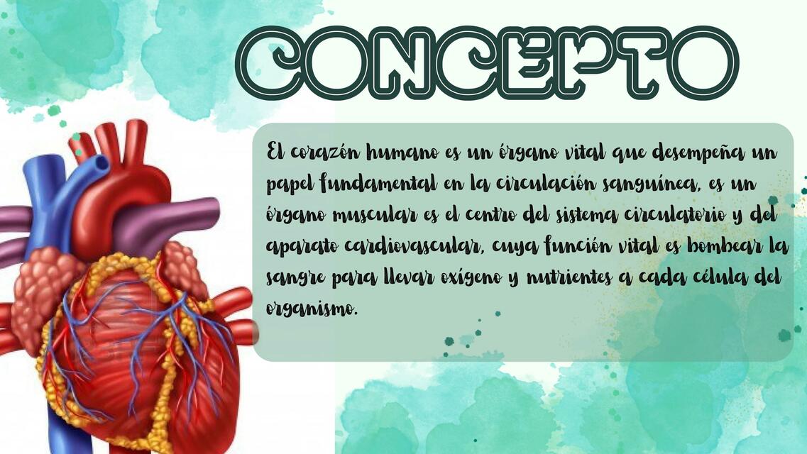 Anatomía de Corazón Humano | Anhif | uDocz