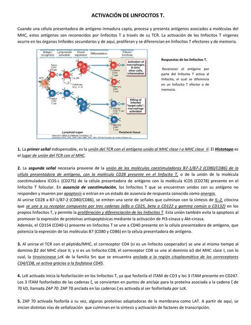 Activación de linfocitos T | IOVANNY CRUZ OJEDA | uDocz