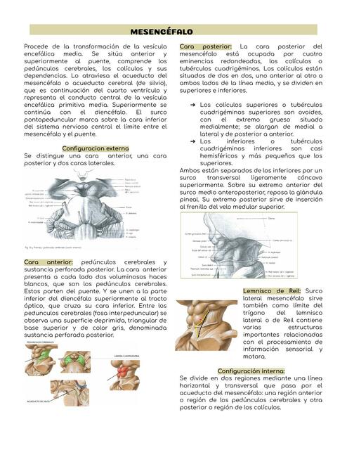 Mesencéfalo | Matilde Reyes | uDocz