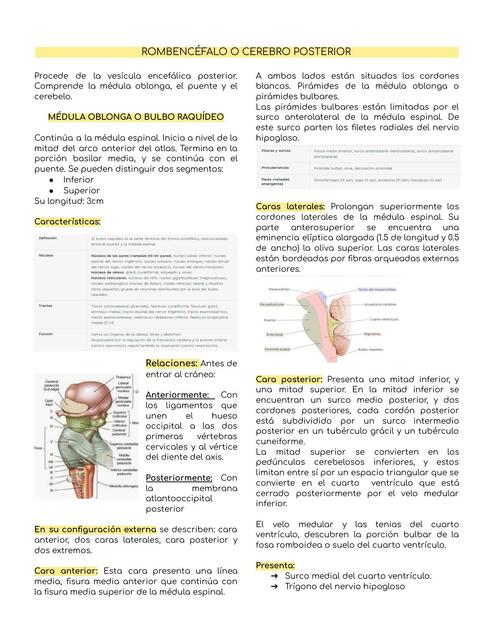 Rombencéfalo o Cerebro Posterior | Matilde Reyes | uDocz