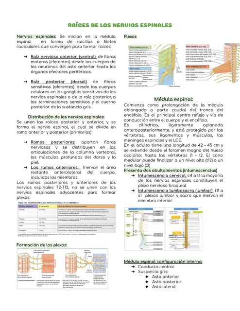 Raíces de los Nervios Espinales | Matilde Reyes | uDocz