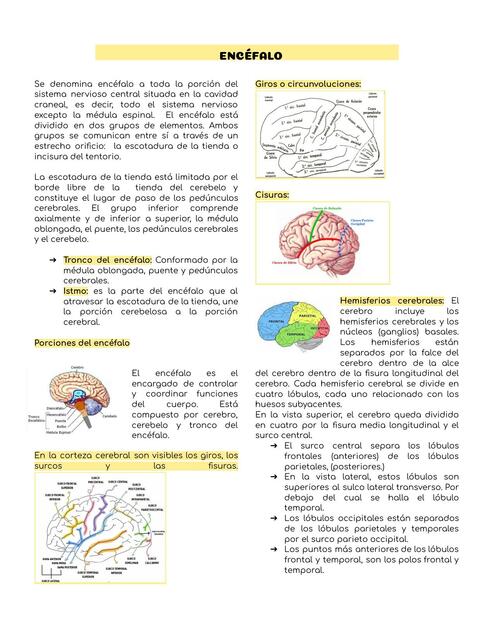Encéfalo | Matilde Reyes | uDocz