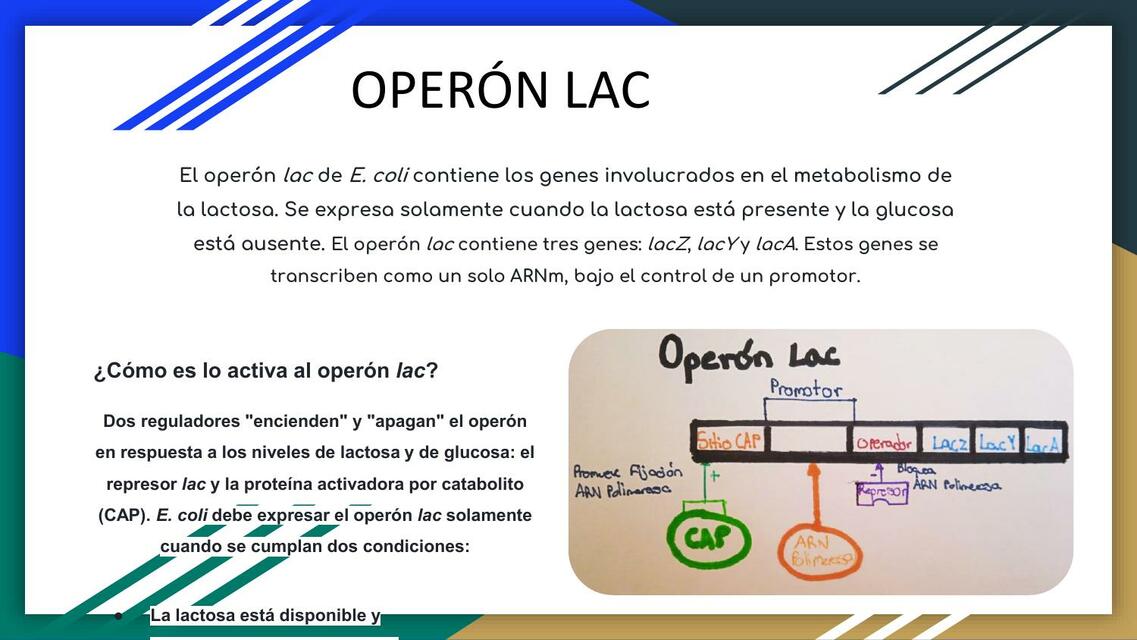 Operon LAC | Jessy González | uDocz